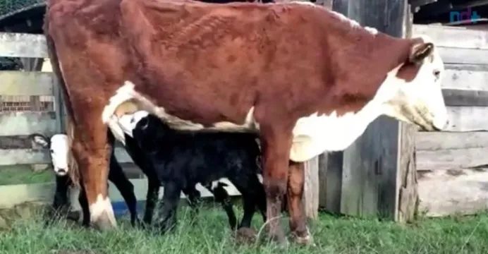 Vaca dá à luz trigêmeos e chama atenção em cidade de Santa Catarina ...